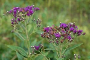 A Beginners Guide To Ironweed – GrowIt BuildIT