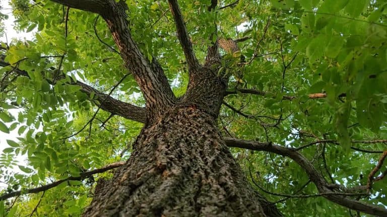 Complete Guide to Black Walnut Trees – Juglans Nigra – GrowIt BuildIT