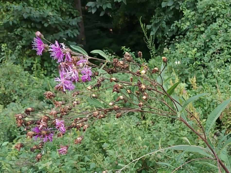 A Beginners Guide To Ironweed – GrowIt BuildIT