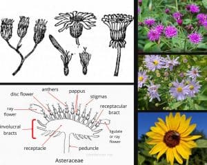Floral Structures – GrowIt BuildIT