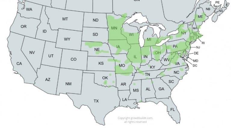 Pycnanthemum virginianum (Virginia Mountain Mint) – GrowIt BuildIT