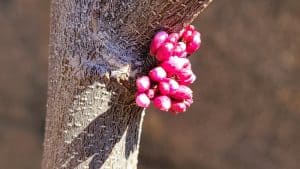 Complete guide to Redbud Tree – What you NEED to know – GrowIt BuildIT