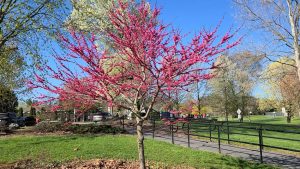 Complete guide to Redbud Tree – What you NEED to know – GrowIt BuildIT