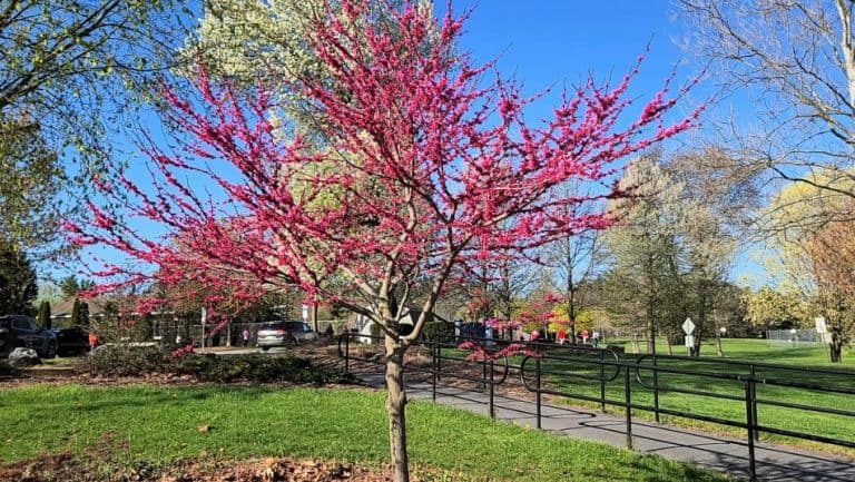 Complete guide to Redbud Tree – What you NEED to know – GrowIt BuildIT