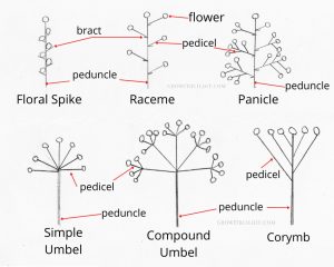 Floral Structures – GrowIt BuildIT