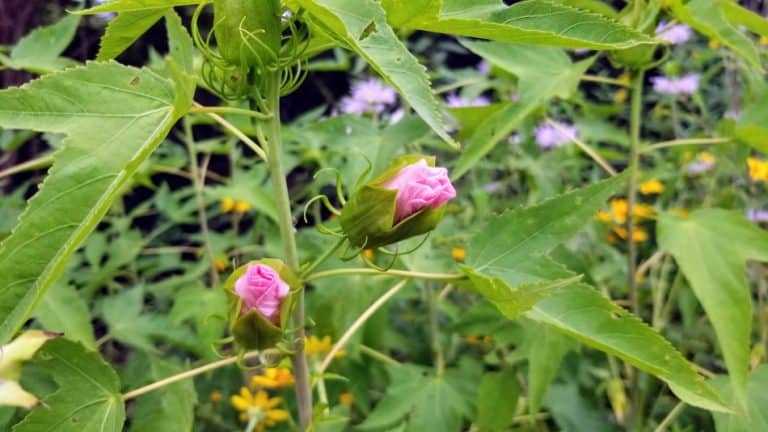 Guide to Hibiscus Laevis, (Halberd-Leaf Rose Mallow) – GrowIt BuildIT