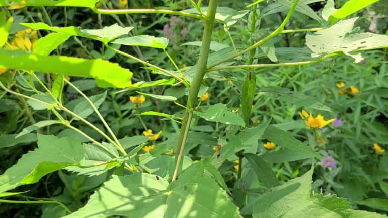 Guide to Hibiscus Laevis, (Halberd-Leaf Rose Mallow) – GrowIt BuildIT