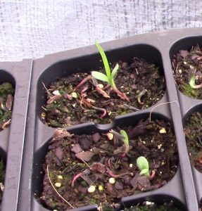 Total Guide to Liatris Pycnostachya (Prairie Blazing Star) – GrowIt BuildIT