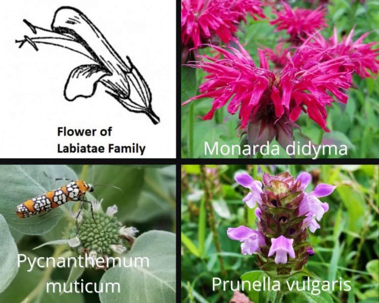 Floral Structures – GrowIt BuildIT