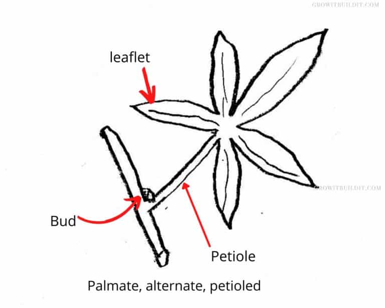 Leaf Structures – GrowIt BuildIT