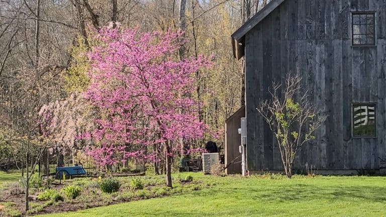 Complete guide to Redbud Tree – What you NEED to know – GrowIt BuildIT