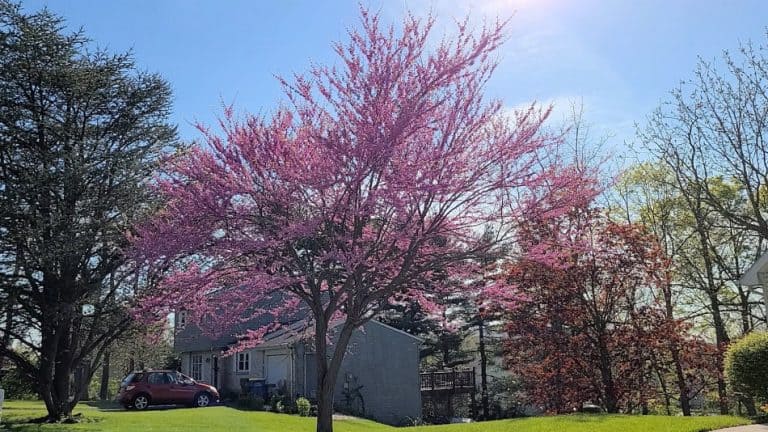 Complete guide to Redbud Tree – What you NEED to know – GrowIt BuildIT