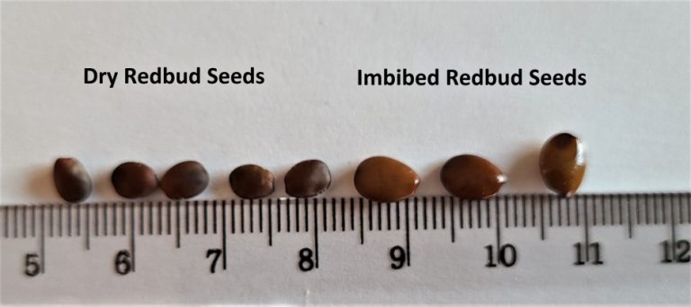 Complete guide to Redbud Tree – What you NEED to know – GrowIt BuildIT