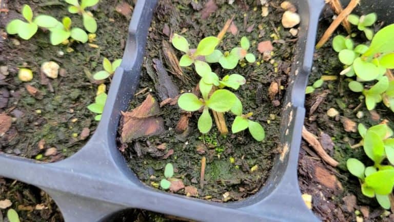 Complete Guide to Showy Goldenrod (Solidago Speciosa) – GrowIt BuildIT