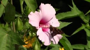 Guide to Hibiscus Laevis, (Halberd-Leaf Rose Mallow) – GrowIt BuildIT