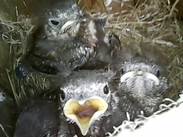 Bluebird Houses – A Complete Guide To Selecting & Installing – GrowIt ...