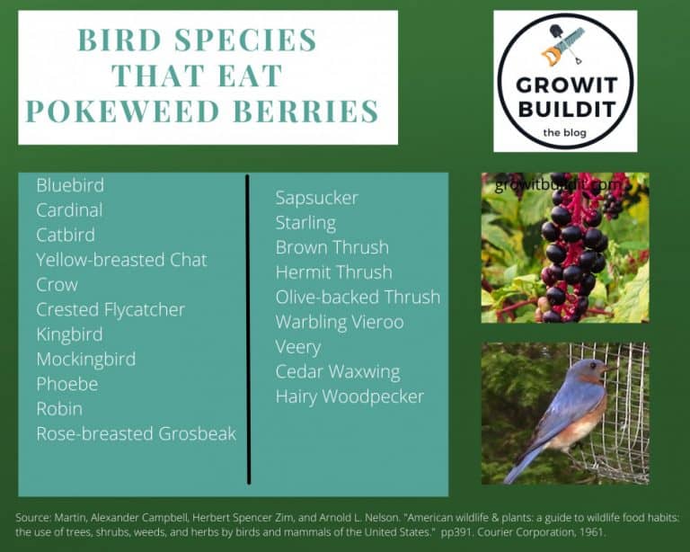 Pokeweed – A Total Guide To Uses, Control, Toxicity, History – GrowIt ...
