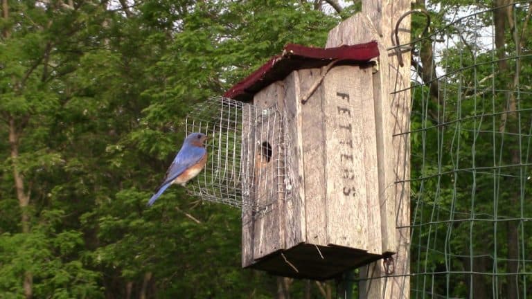 Bluebird Houses – A Complete Guide To Selecting & Installing – GrowIt ...