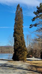 Northern White Cedar – Everything you NEED to know – GrowIt BuildIT