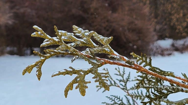 Northern White Cedar – Everything you NEED to know – GrowIt BuildIT