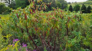 Pokeweed – A Total Guide To Uses, Control, Toxicity, History – GrowIt ...
