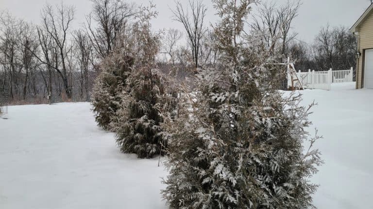 Northern White Cedar – Everything you NEED to know – GrowIt BuildIT