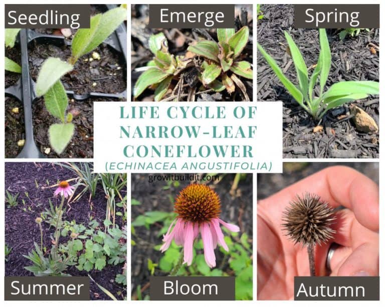 Narrow-Leaf Coneflower, Echinacea Angustifolia – GrowIt BuildIT