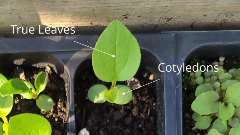 How to Separate Seedlings – GrowIt BuildIT