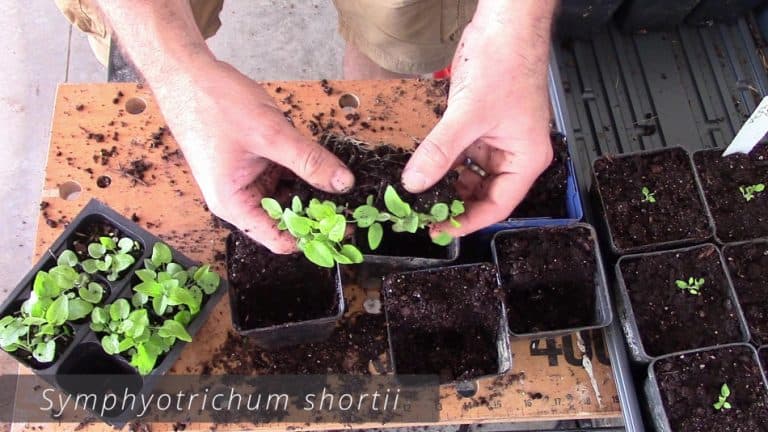How to Separate Seedlings – GrowIt BuildIT