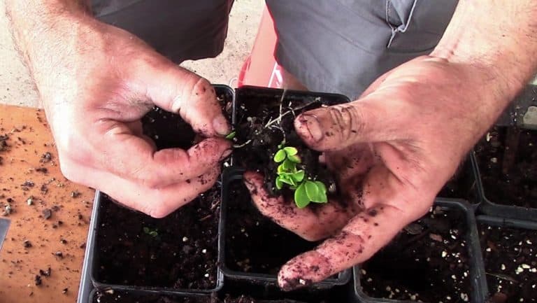 How to Separate Seedlings – GrowIt BuildIT