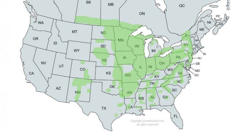 False Sunflower – A complete guide (Heliopsis helianthoides) – GrowIt ...