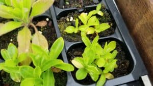 Royal Catchfly – (Silene Regia), A Complete Guide – GrowIt BuildIT