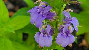 Blue Lobelia – Complete Guide to Lobelia Siphilitica – GrowIt BuildIT