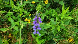 Blue Lobelia – Complete Guide to Lobelia Siphilitica – GrowIt BuildIT