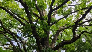 White Oak Tree – A Complete Guide To What You NEED To Know – GrowIt BuildIT