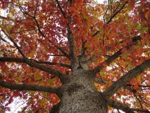 White Oak Tree – A Complete Guide To What You NEED To Know – GrowIt BuildIT