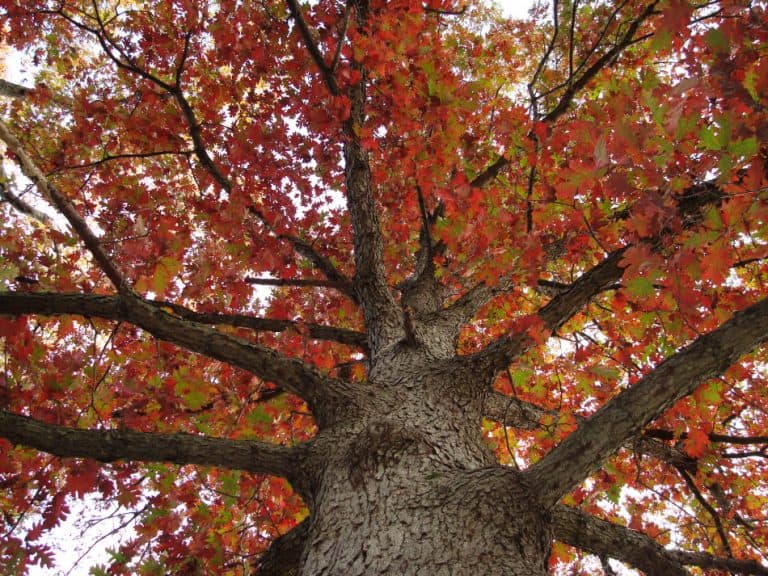 White Oak Tree – A Complete Guide To What You NEED To Know – GrowIt BuildIT