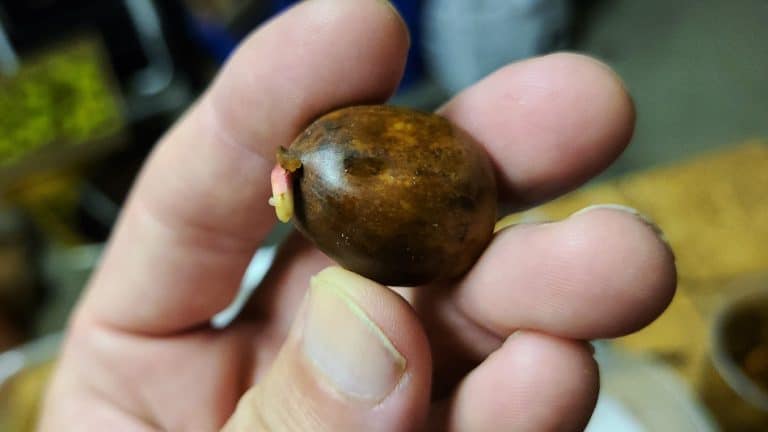 White Oak Tree – A Complete Guide To What You NEED To Know – GrowIt BuildIT