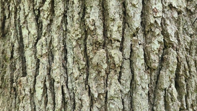 White Oak Tree – A Complete Guide To What You NEED To Know – GrowIt BuildIT