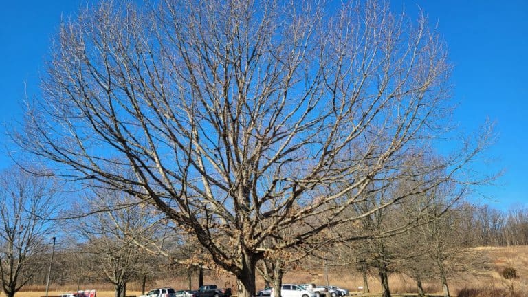 White Oak Tree – A Complete Guide To What You NEED To Know – GrowIt BuildIT