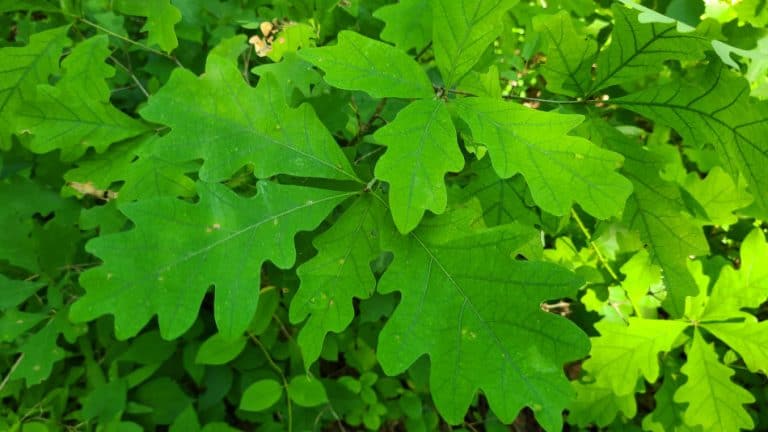 White Oak Tree – A Complete Guide To What You NEED To Know – GrowIt BuildIT