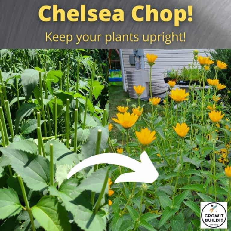 How To Start A Native Plant Garden From Scratch – GrowIt BuildIT