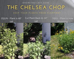 The Chelsea Chop – What Is It, How & When To Do It – GrowIt BuildIT