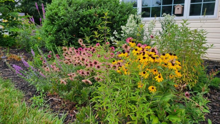 How To Start A Native Plant Garden From Scratch – GrowIt BuildIT