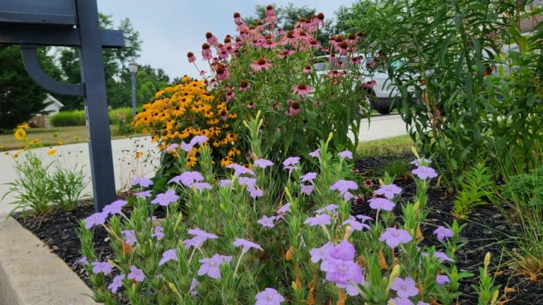How To Start A Native Plant Garden From Scratch – GrowIt BuildIT