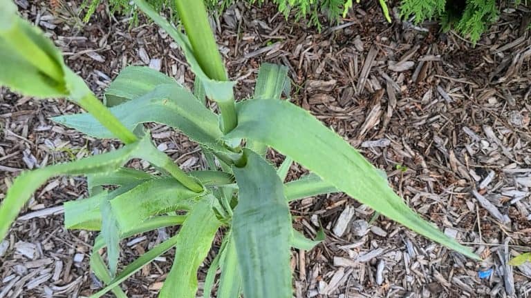 Rattlesnake Master – Complete Guide To Eryngium Yuccifolium – GrowIt ...