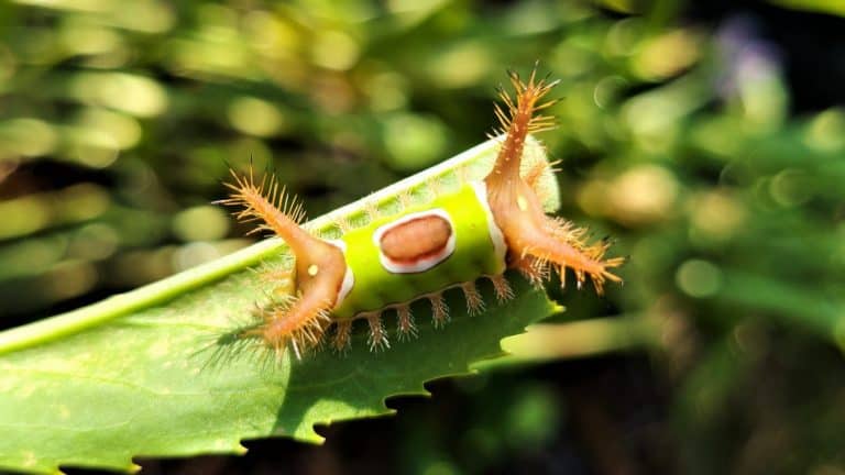 The Dangerous Saddleback Caterpillar – What You Need To Know – GrowIt ...