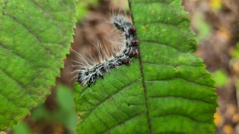 Total Guide To Shagbark Hickory Tree – What You NEED To Know – GrowIt ...