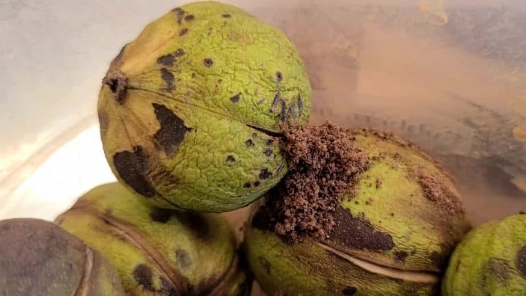Total Guide To Shagbark Hickory Tree – What You NEED To Know – GrowIt ...