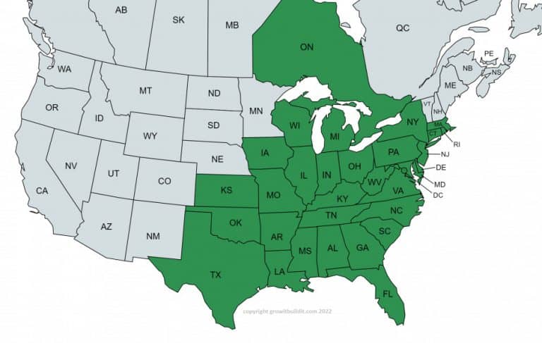 The Dangerous Saddleback Caterpillar – What You Need To Know – GrowIt ...